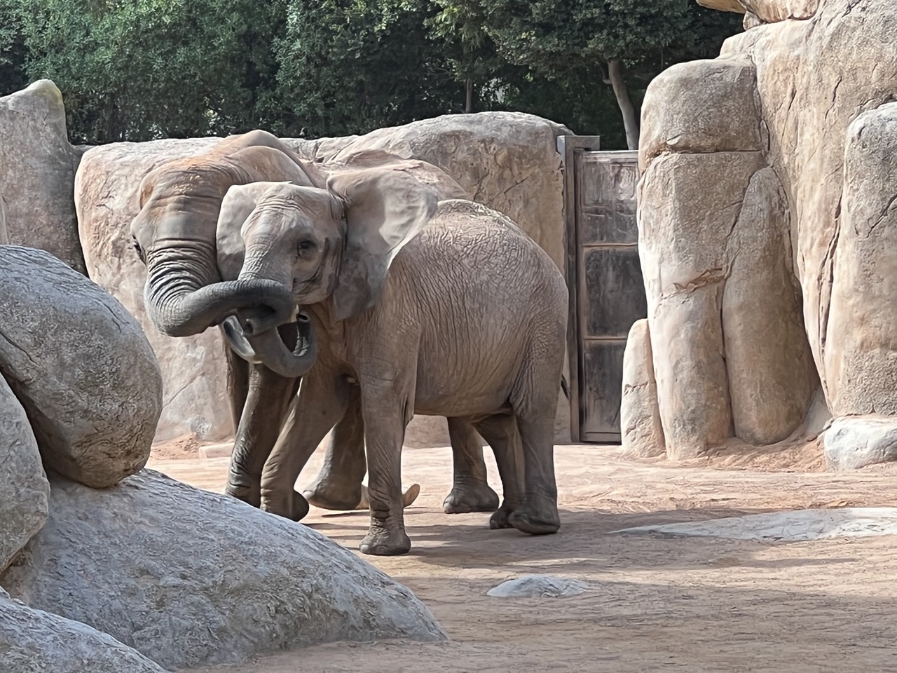 Valencia Zoo Review: Bioparc Valencia Review